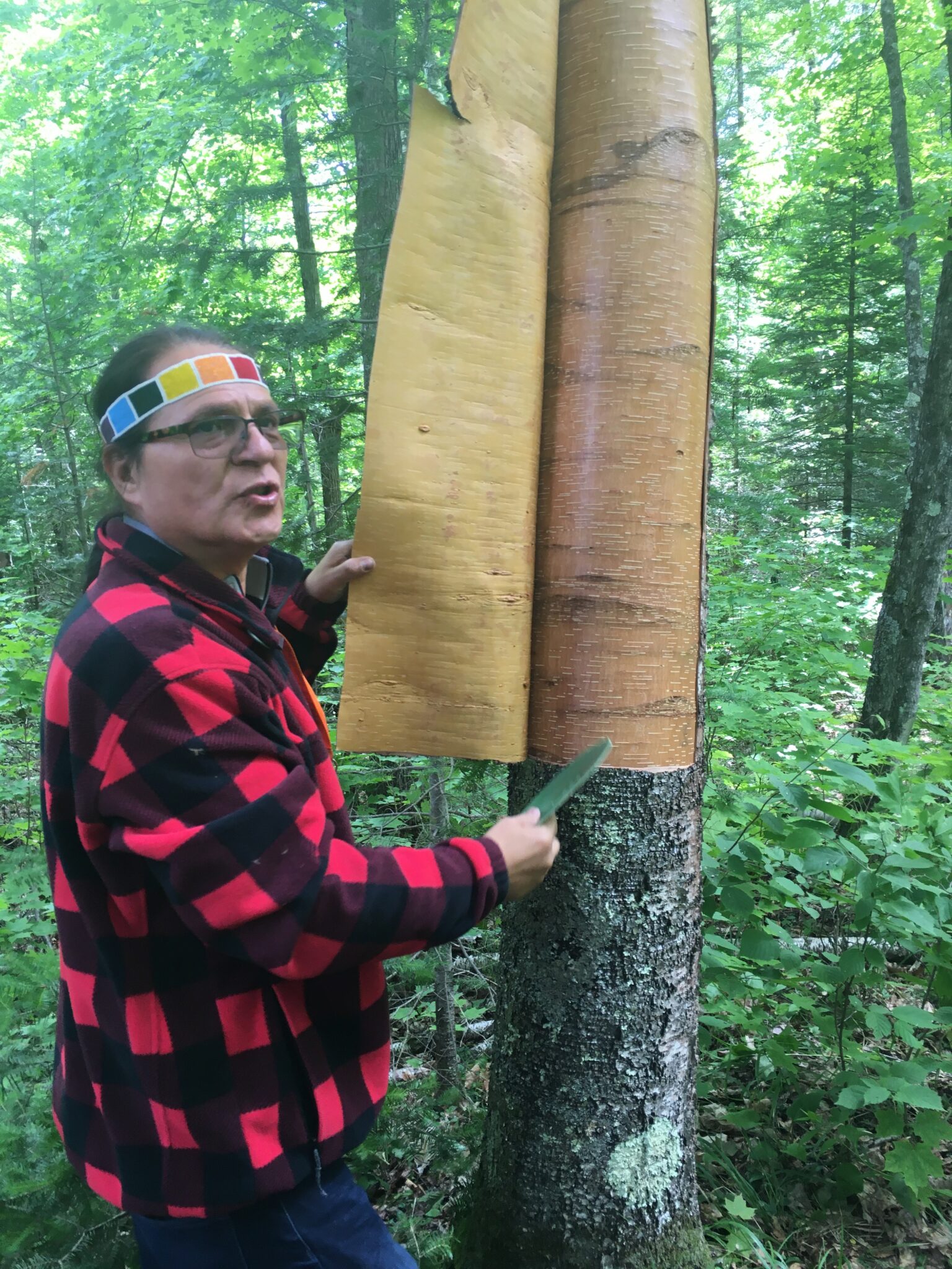 Wigwam Project: “wiigoob” (basswood fiber harvesting) – The Warehouse ...
